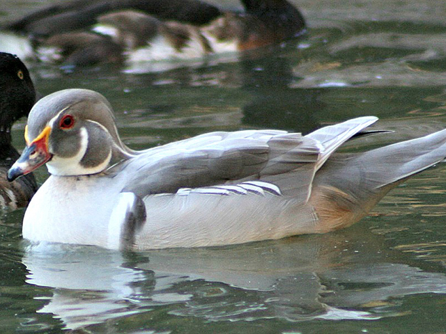 Wood Ducks - Carolina (American Silver)