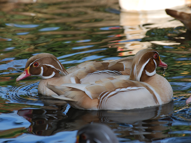 Wood Ducks - Carolina (Dark Silver)