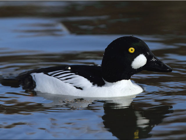 Sea Ducks - European Goldeneye