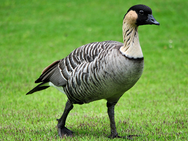 Geese - Hawaiian Nene